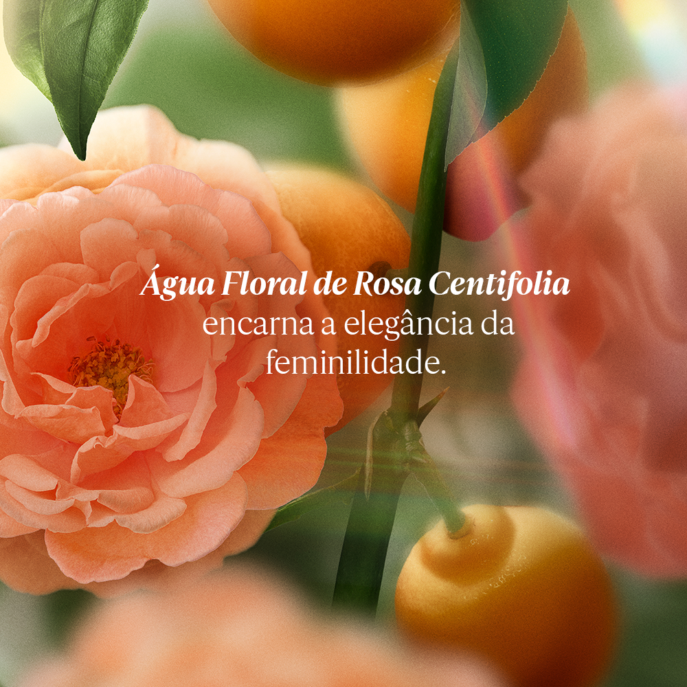 Bomba Efervescente Rose Citron Meyer 18g | L'Occitane en Provence